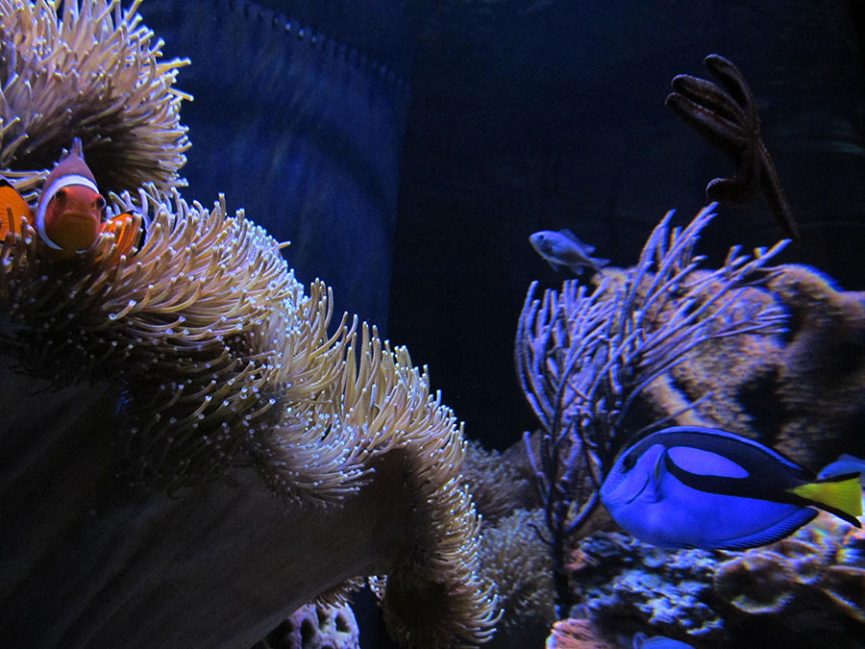 Finding Dory - Son and Sand